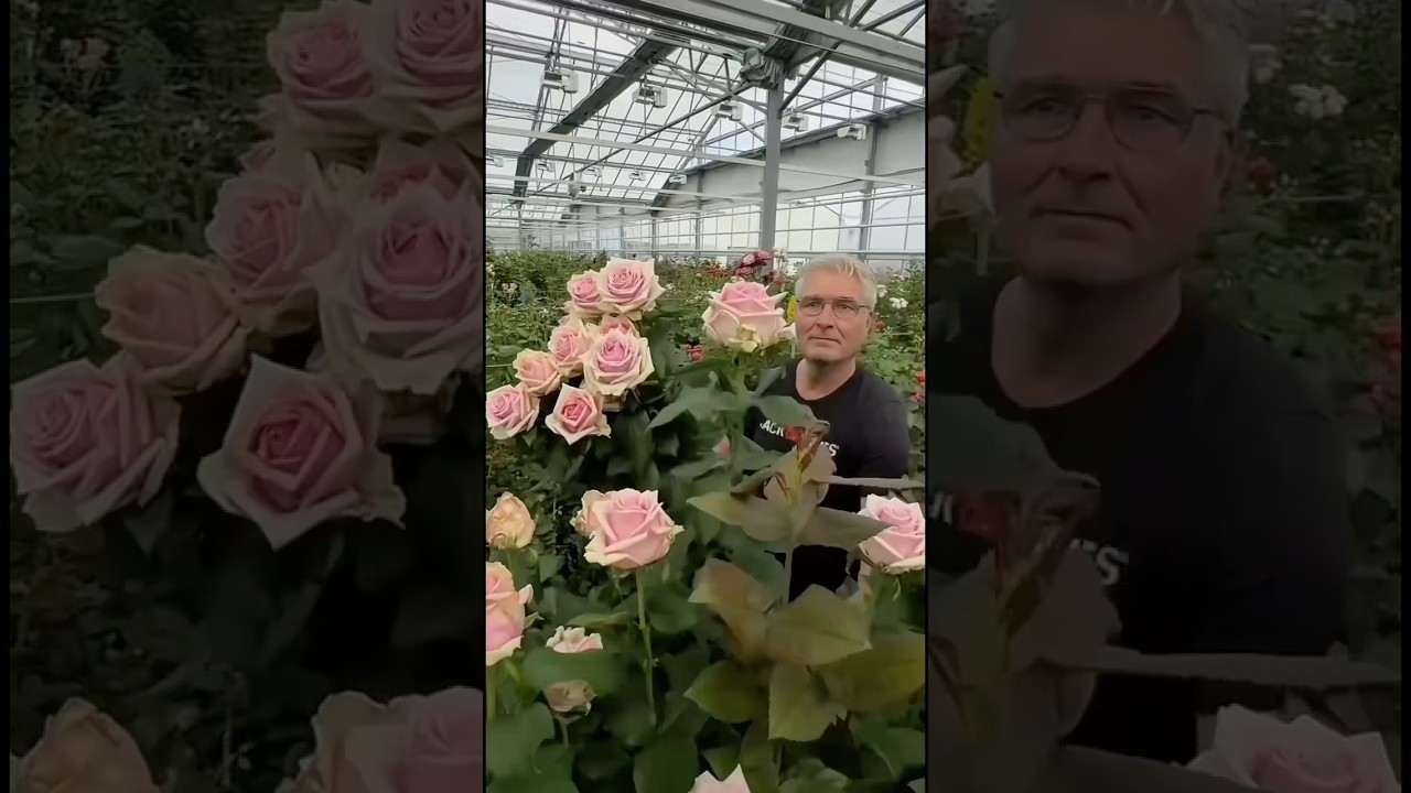 Beautiful harvesting super rose flowers garden