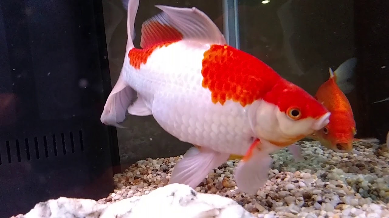 17 Types of Goldfish You Never Knew You Needed • (Care Tips)