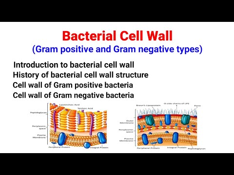 Bacterial Cell Wall | Gram positive & Gram negative bacteria cell wall| Structure|Salient features|