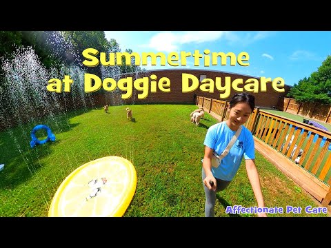 Summertime at Doggie Daycare - Affectionate Pet Care πΆ