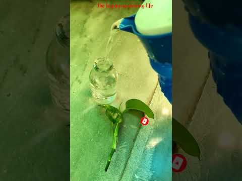Money plant in 100 ml glass bottle #short #shorts #shortsvideo #viralshorts #pothos