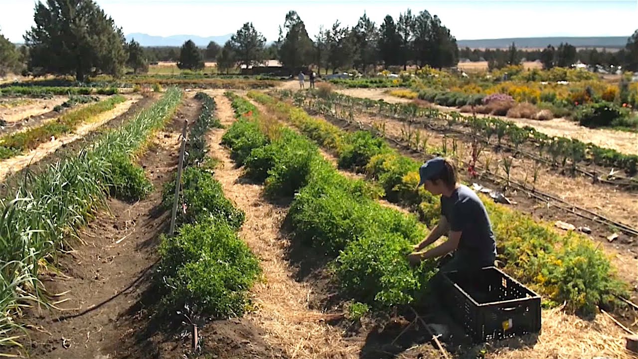Rainshadow Organics Overview