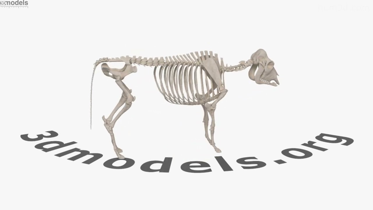 Cow Skeleton 3D model by 3DModels.org