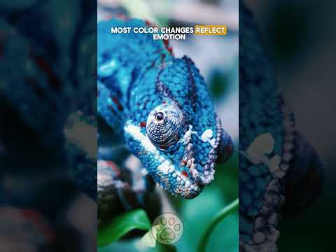 Why chameleons really change color 🦎