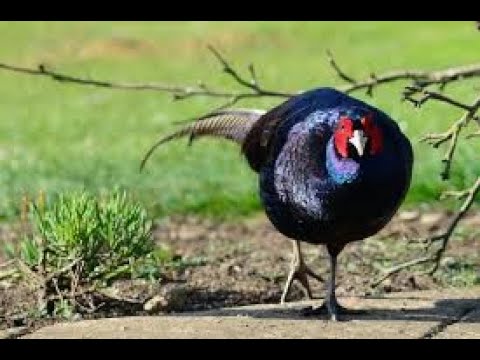 Part 65 My Weekend...What is a Melanistic Pheasant?
