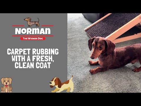 Carpet Rubbing With A Clean Coat 🛁🧽🐶🤣