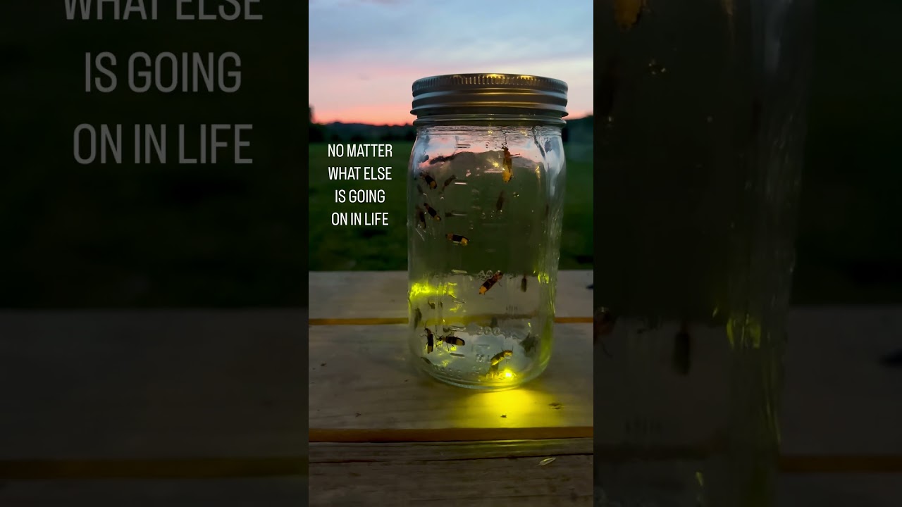 Fireflies bringing on Summer #firefly #fireflies #summer #insects #sunset