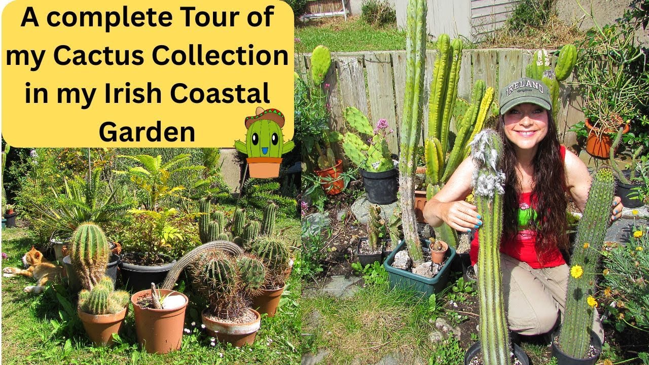 A Complete Tour of my Cactus Collection in my Irish Coastal Garden #cacti #cactus