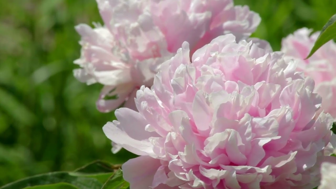 Pink Peonies Free Flower Background Videos, Motion Graphics, No Copyright  | All Background Videos