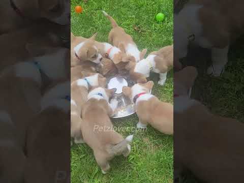 Cardigan Welsh Corgi Puppies Indulging in Delicious Snacks