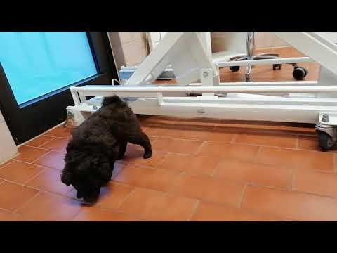 Great Pretender’s Renardine Rex – Kennel Great Pretender's