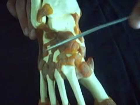 Anatomie PCEM articulation du pied