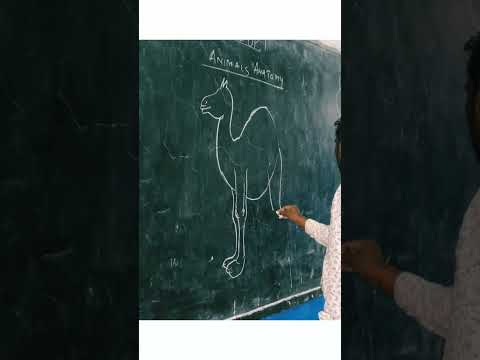 Animal Anatomy Drawing