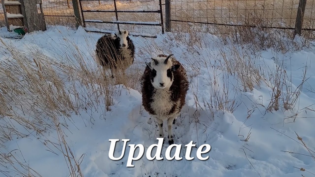 Sheep Vlog: Update