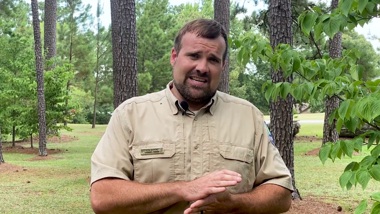 Why Hire an Arborist? | Ask the Arborist