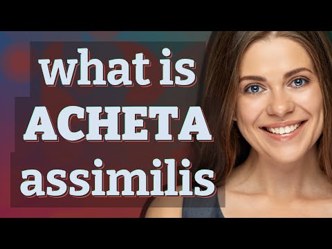 Acheta assimilis | meaning of Acheta assimilis