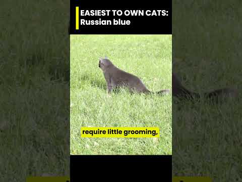 Easiest To Own Cat Breeds: Russian Blue Cats