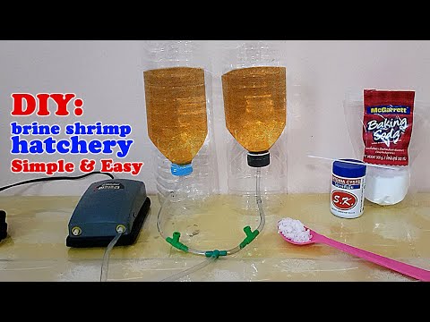 How to Keep Brine Shrimp Alive After Hatching (+ Grow to Adulthood ...