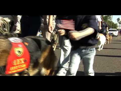 Military Working Dog Hero Lex in a Veterans Day Parade | K9 PRIDE