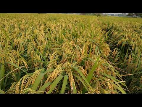 My crop amman super seed