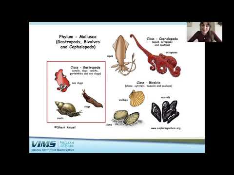 Discovery Lab: Molluscs