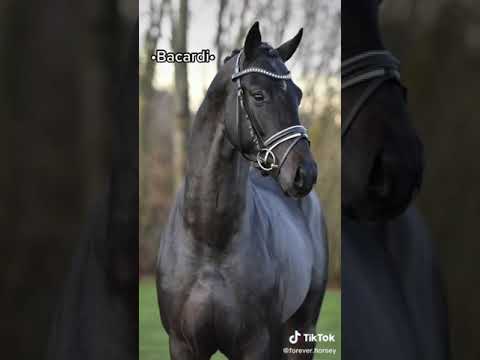 Names for Black horses Part 2 @forever.horsey #AnimalBeing