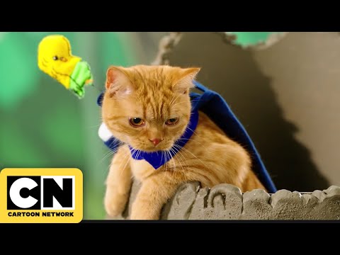 Cats of the Creek | Cat-toon Network | Cartoon Network