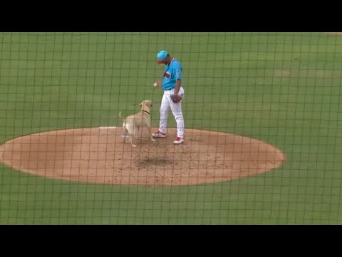 A new minor league bat dog poops on the field – Sad!
