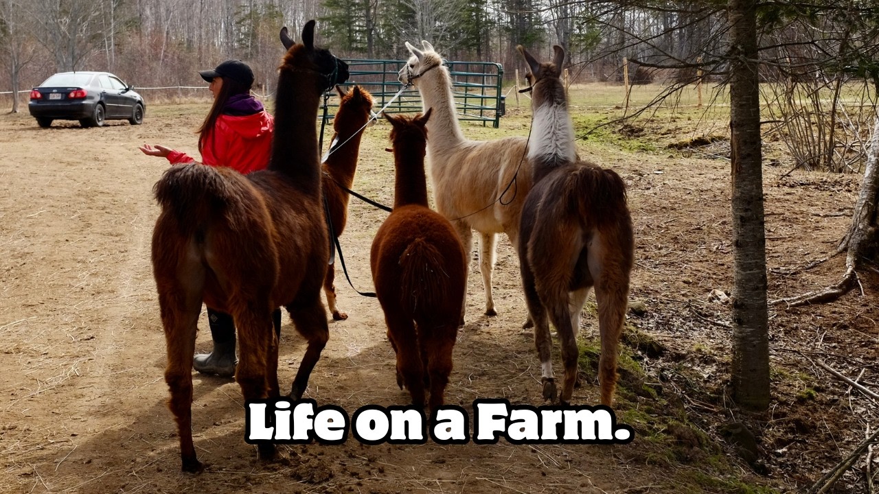 Llama-zing Adventures: An Atlantic Canada Farm with Llamas, Camels, and More!