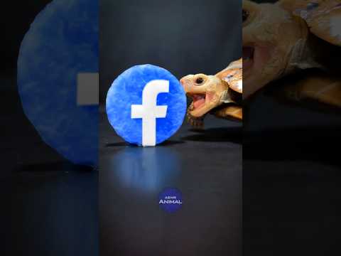 ASMR Mukbang Eating Facebook 📘 Turtle Tortoise
