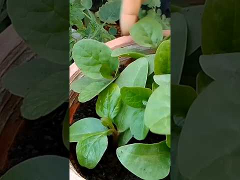 Easy to Grow Malabar Spinach from Seeds