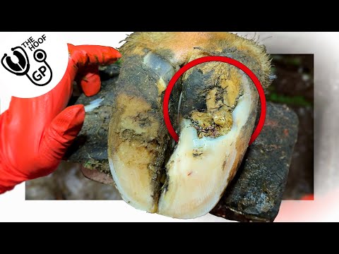 PAINFUL SOLE ULCER on a cow’s foot