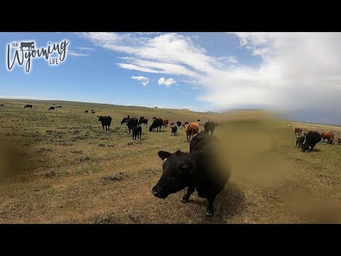 Moving on to Greener Pastures