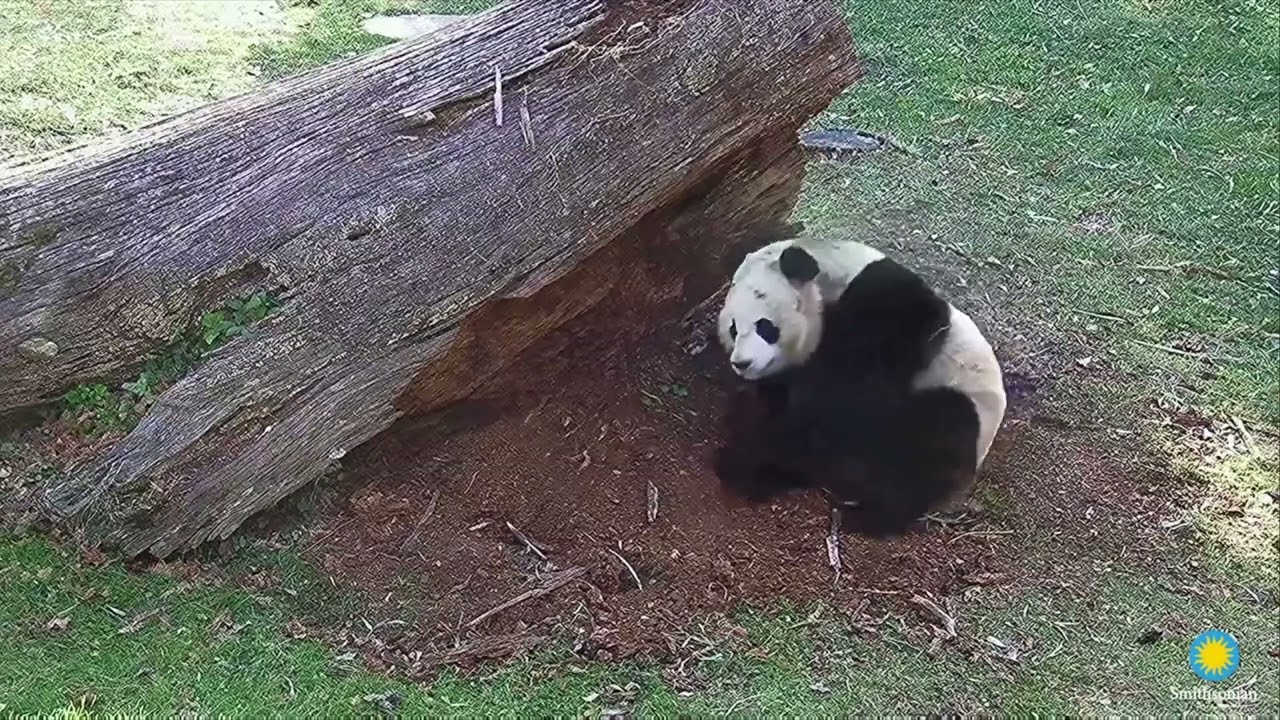 241220 Giant Panda Bao Li Decaying Wood -Smithsonian’s National Zoo (FB 1100)