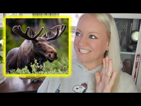 Self Esteem & Worthiness: The Spiritual Meaning of a Moose | Animal Symbols and Omens