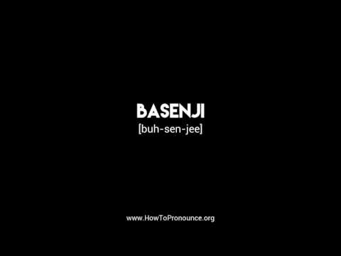 How to Pronounce "basenji"