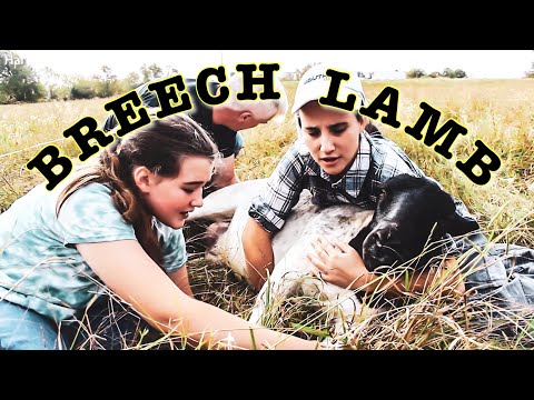 Delivering a Backward & Stillborn Lamb | Lambing