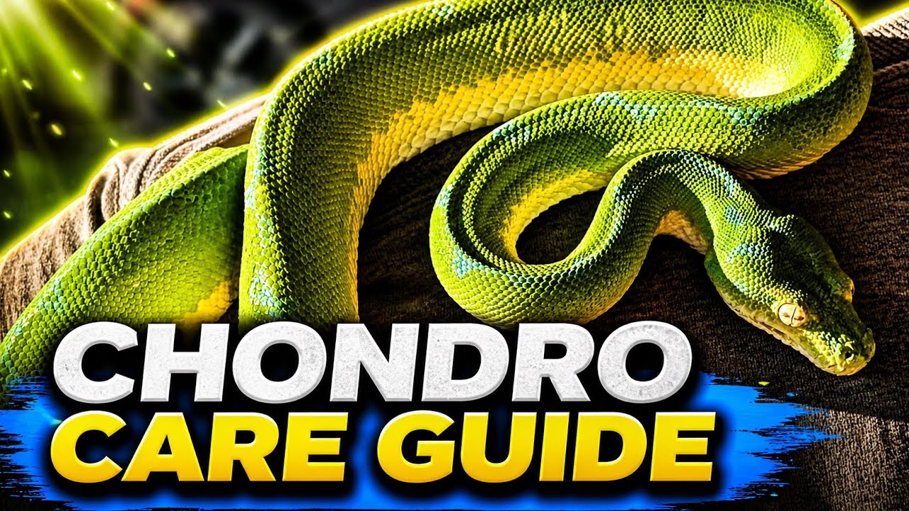 Comprehensive Green Tree Python Care Guide with Phil of Constrictly Business
