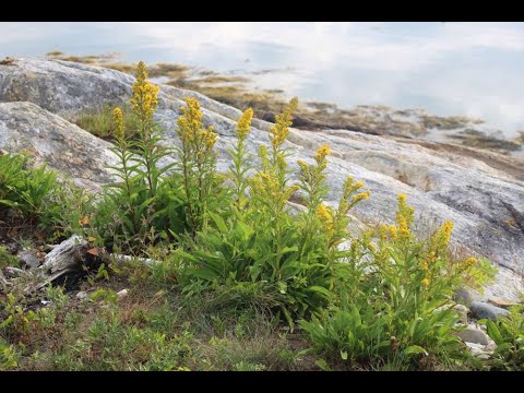 Planting for Climate Resilience w/ Tyler Refsland 6-18-2025
