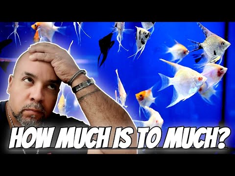 How Many Angelfish Can I Keep Together?