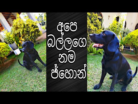 අපෙ බල්ලගෙ නම ජ්හොන් #dogs #dog #animals #sinhala #italy #srilanka
