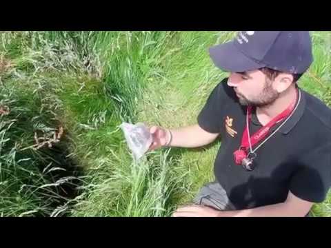 Manx shearwater monitoring on Middleholm Island