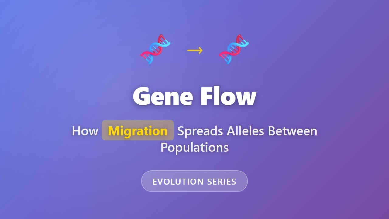 Gene Flow Explained: How Migration Spreads Alleles Between Populations | Evolution Series