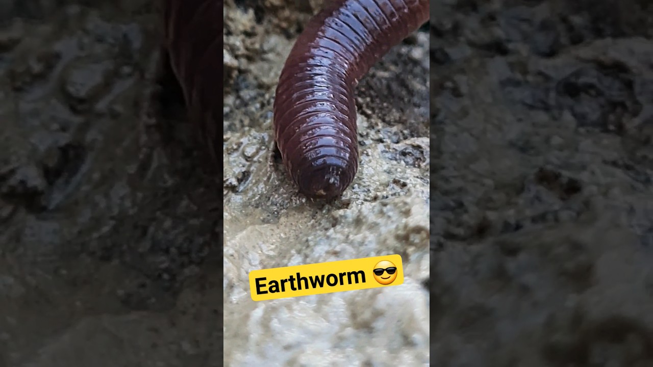 Locomotion In Earthworm 🪱 #shorts #earthworm #locomotion #worms