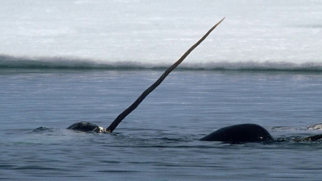 Narwhal Photos