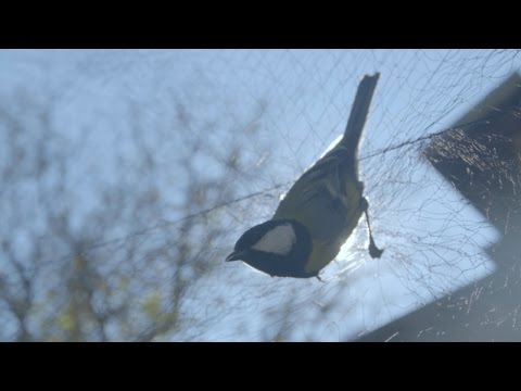 Natural Selection in Action | Life After Chernobyl