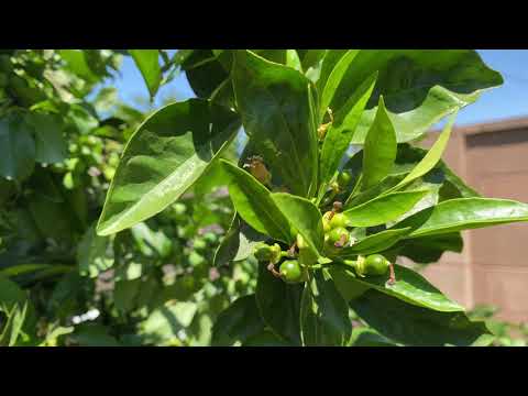 Sanguinelli Blood Orange Update May 2020