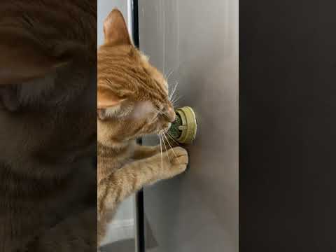 Cats Go Crazy for These Catnip Toys! #cat #catlovers