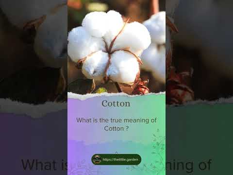 What is the true meaning of Cotton ?