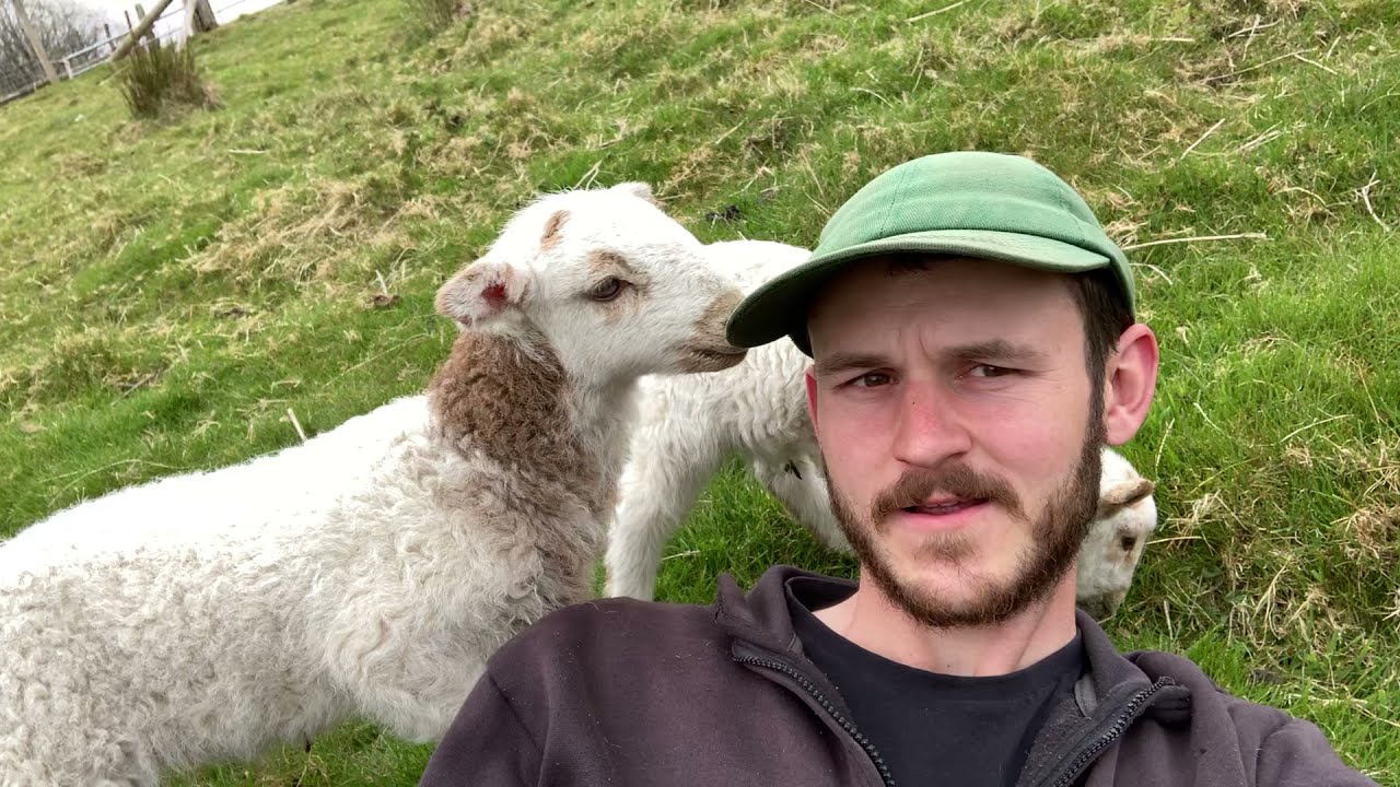 Wilbert The Lamb Needs Attention